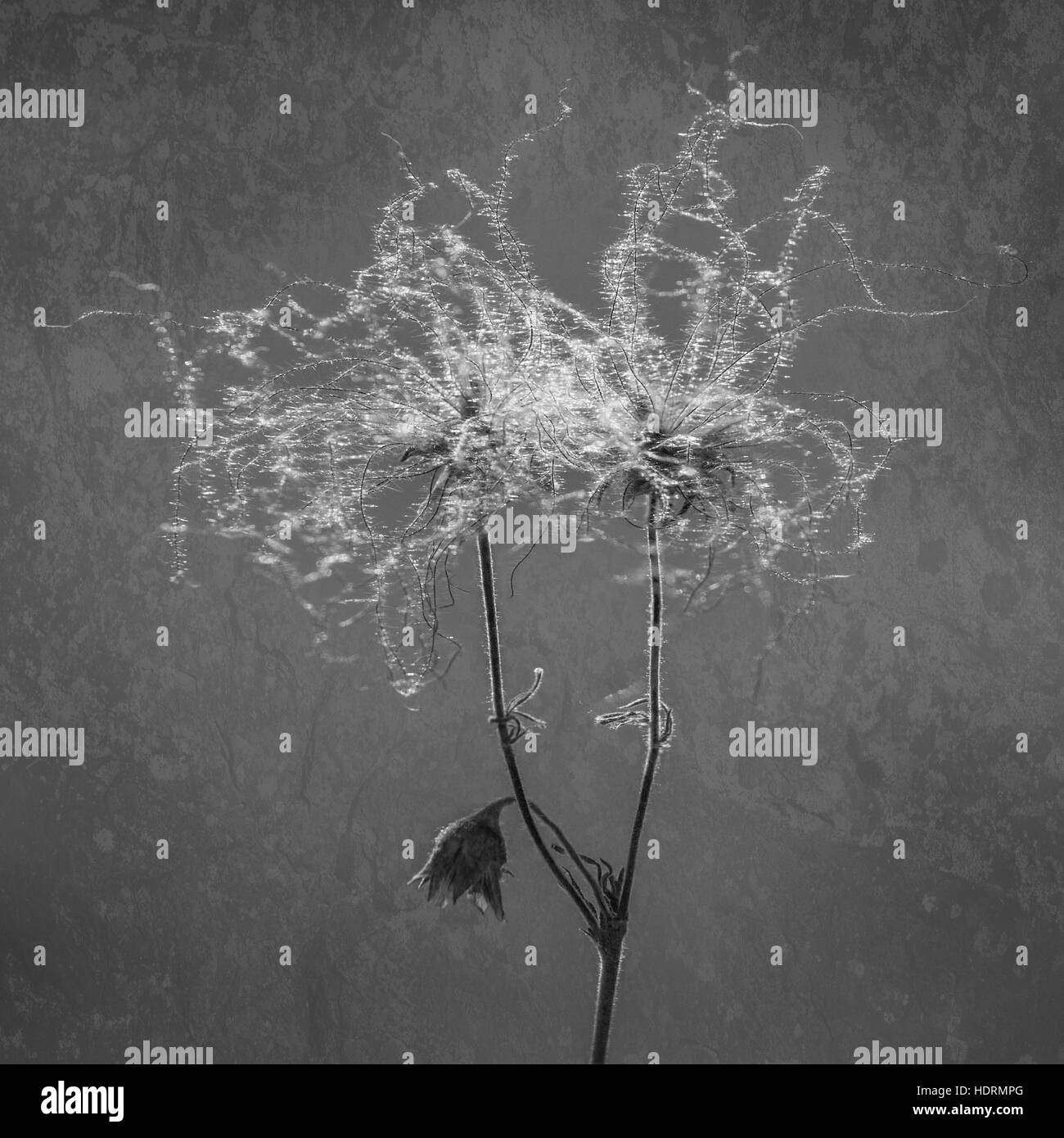 Flowers blowing in wind Black and White Stock Photos & Images - Alamy