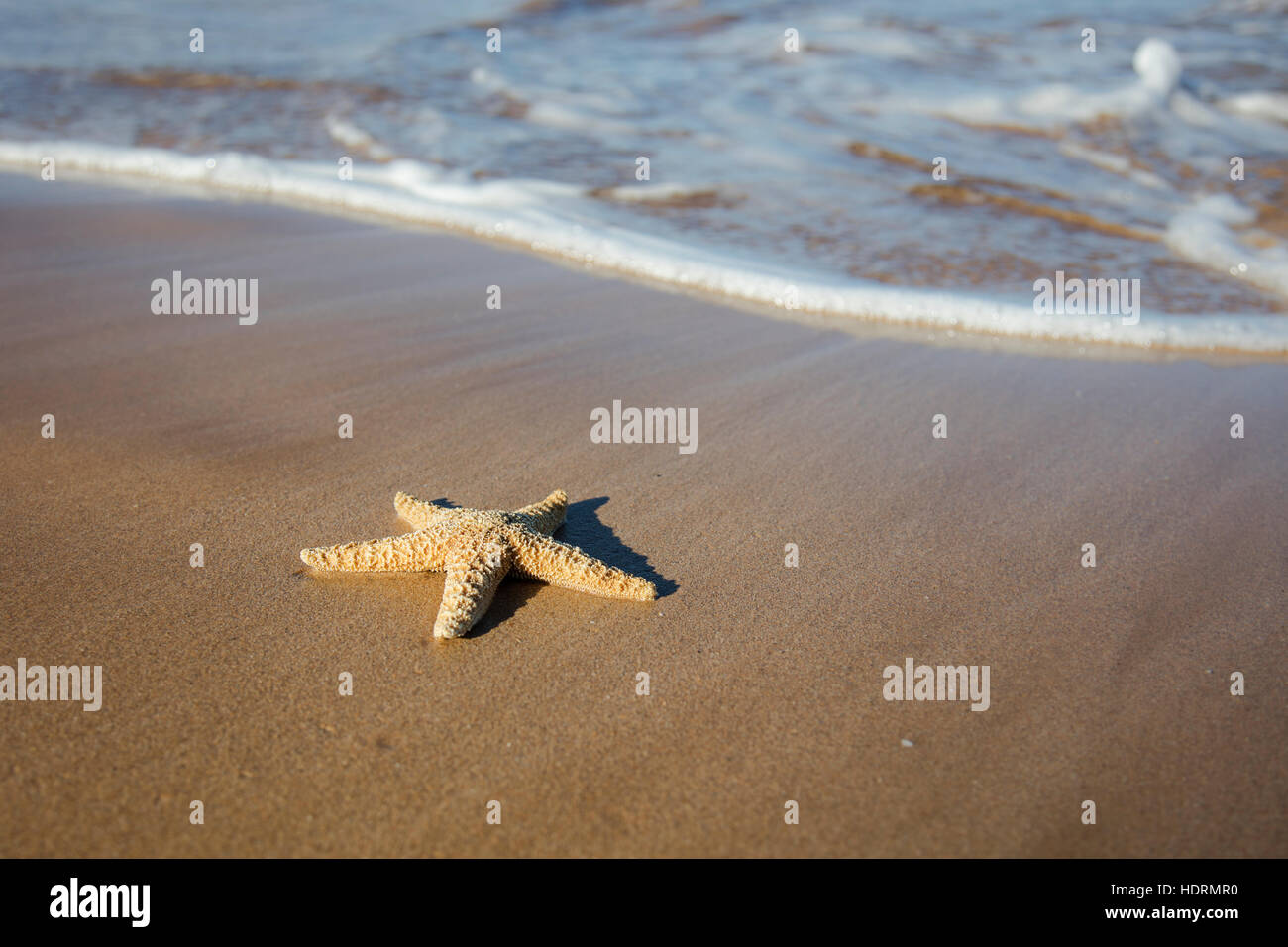 Sea Star Washes Ashore On A Beach; Maui, Hawaii, United States of ...
