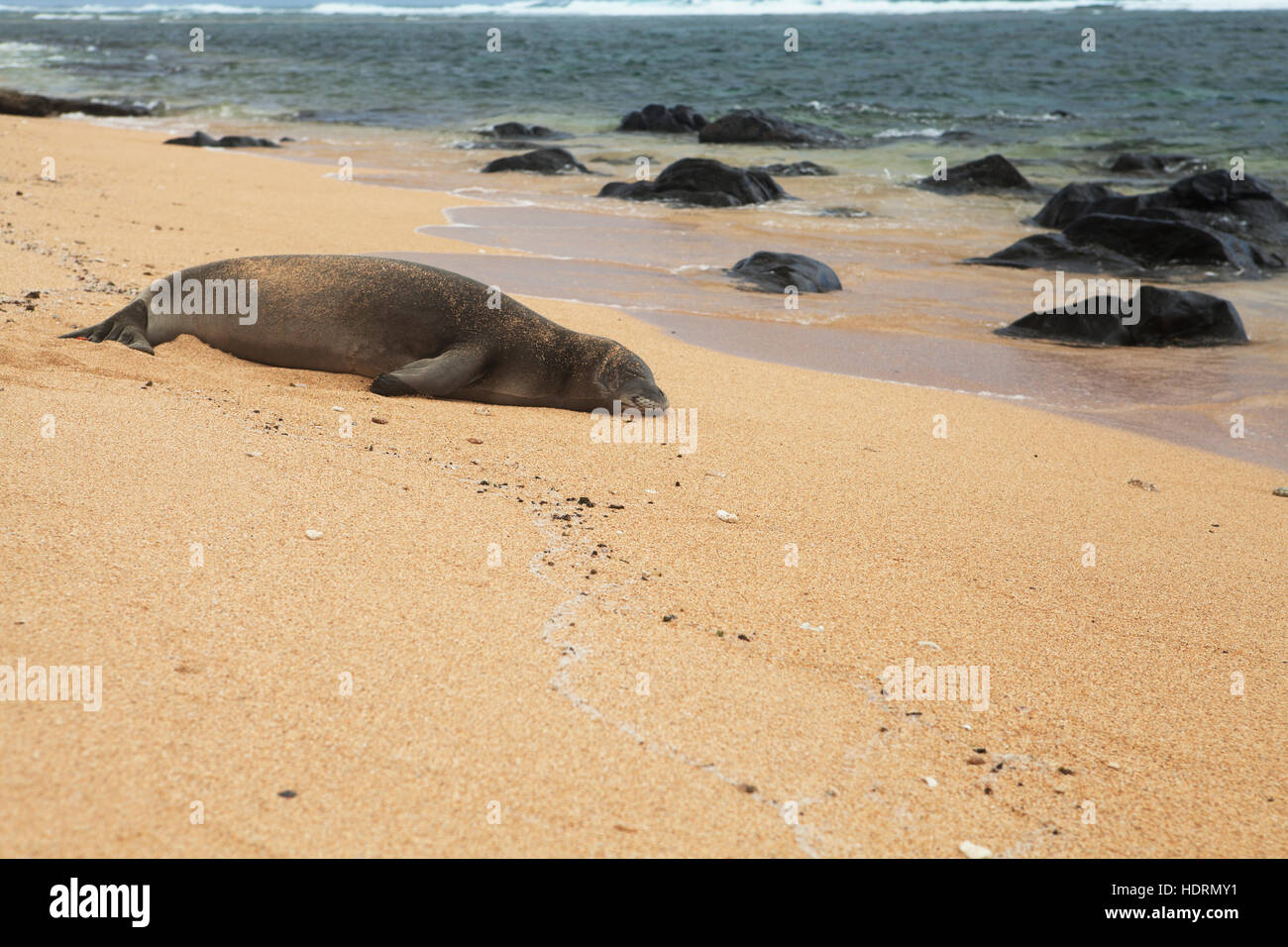 Endangered Hawaiian Monk Seal (Neomonachus schauinslandi), Larson Beach ...