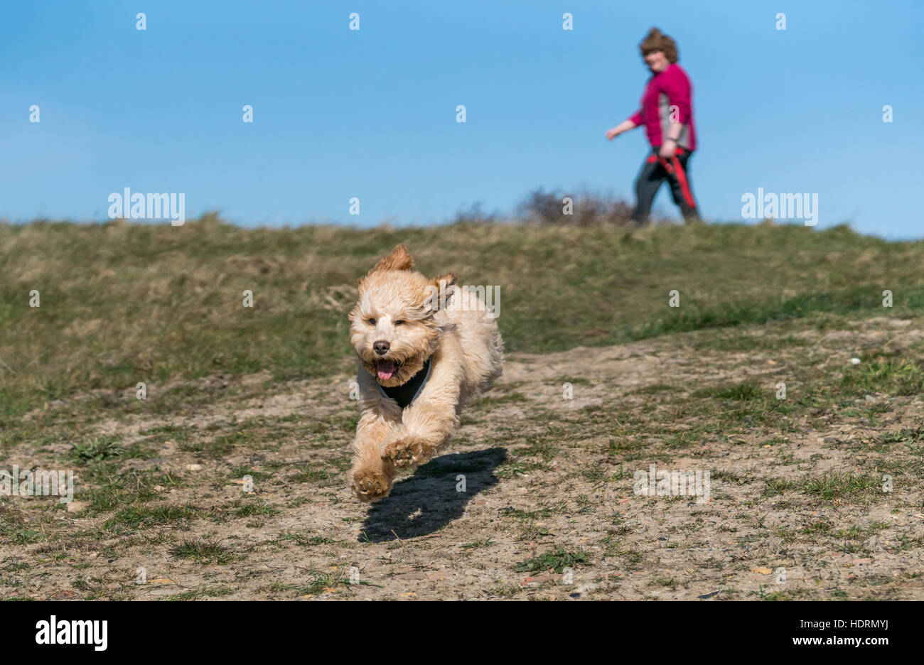 Smiling cockapoo hi-res stock photography and images - Alamy