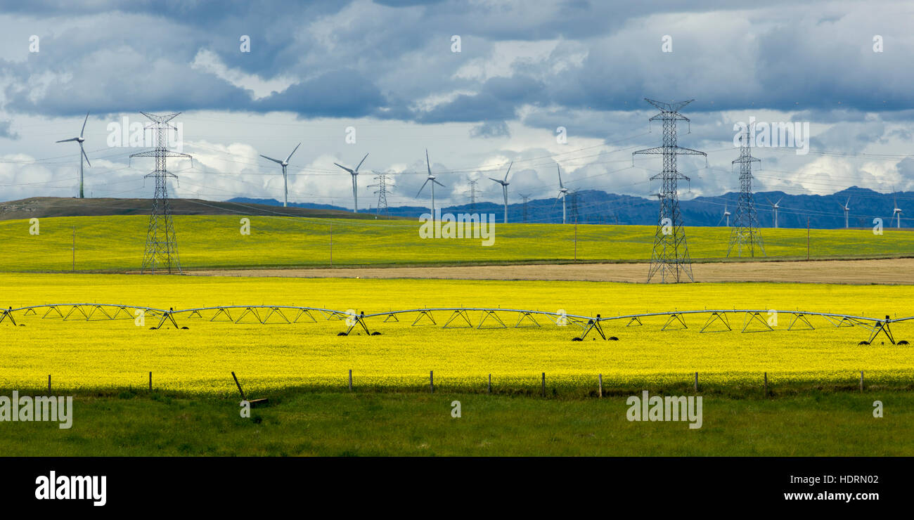 Irrigation on canola field with rocky mountains and wind turbines in ...