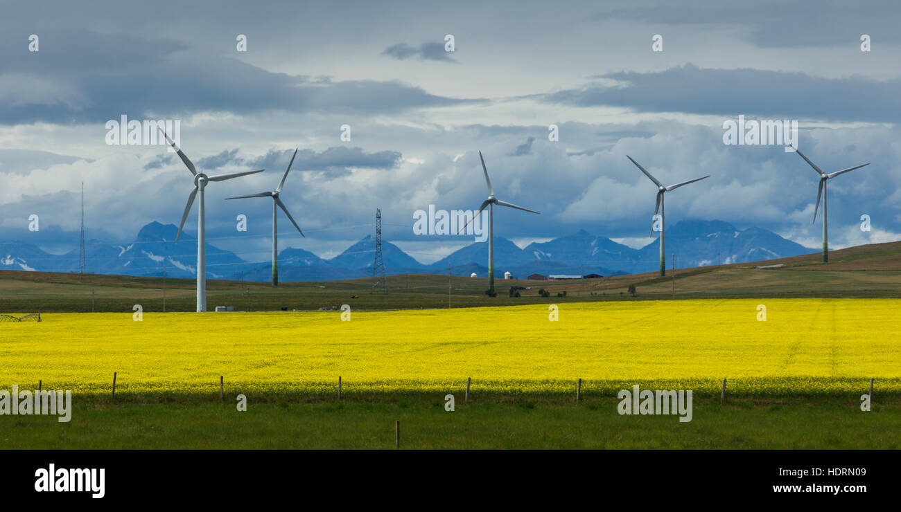 Wind turbines on hills beyond a canola field; Pincher Creek, Alberta ...