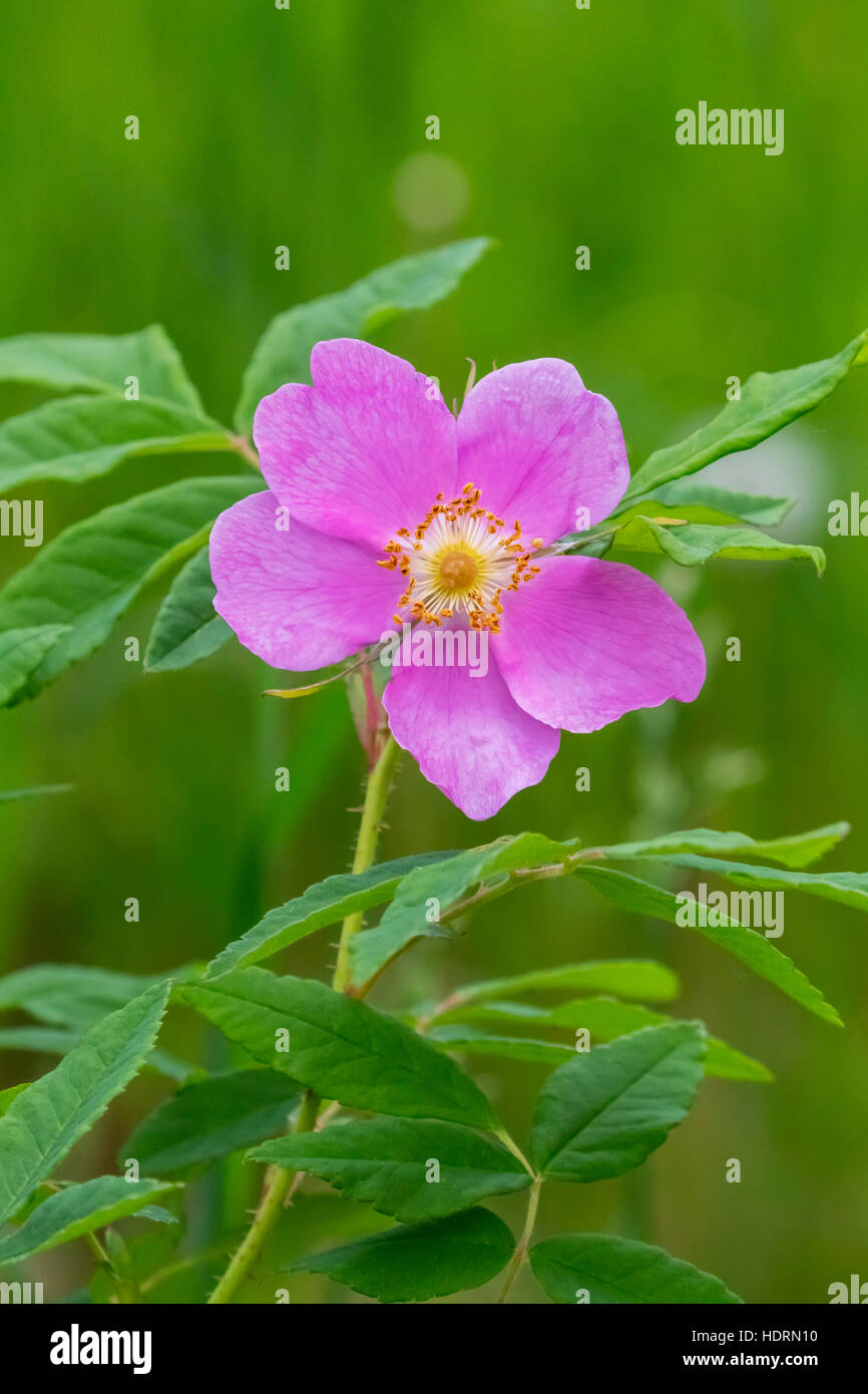 Sitka wild rose hi-res stock photography and images - Alamy