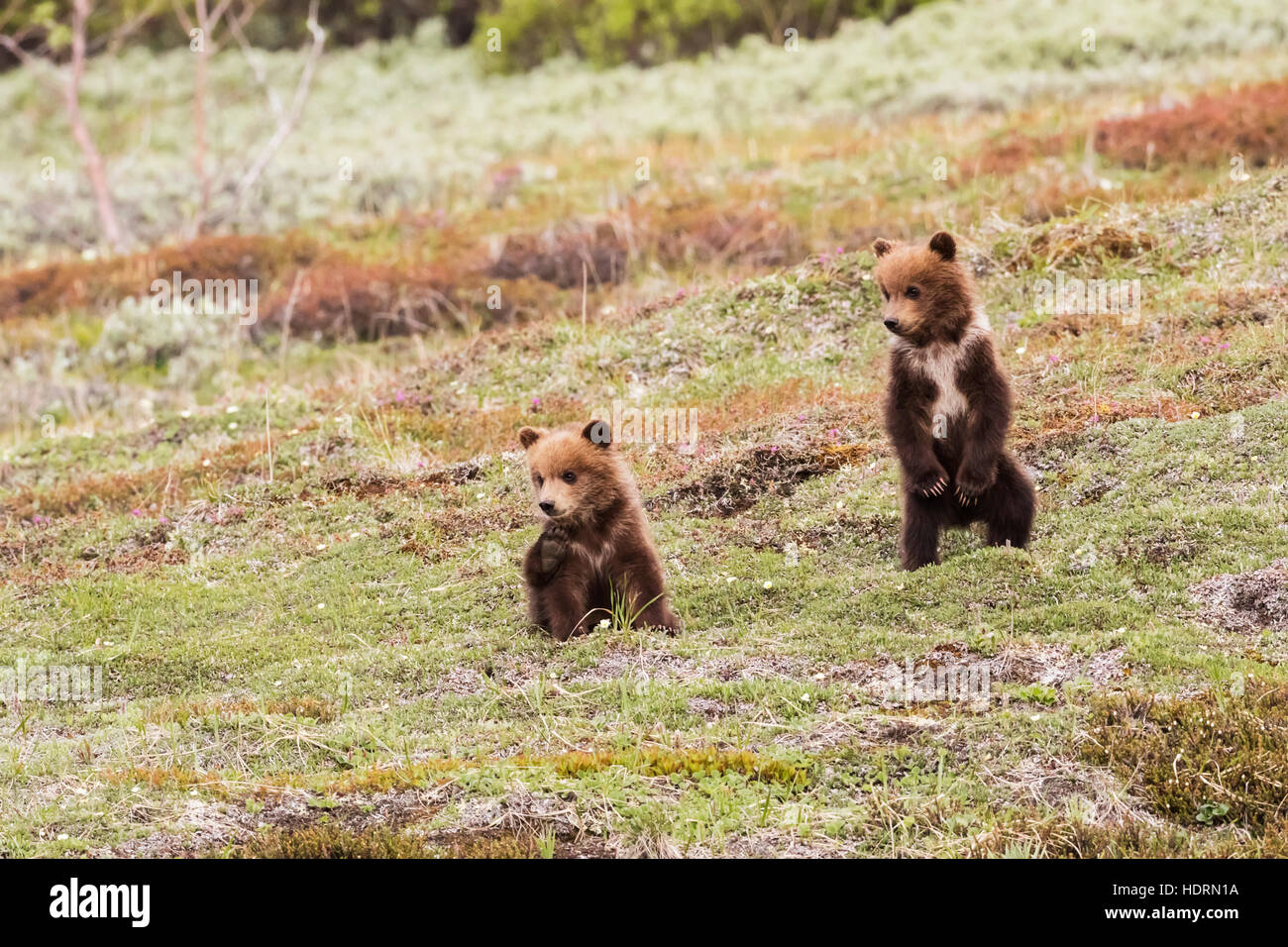 Twin cub Grizzly bears (ursus arctos horribilis) near the park road ...