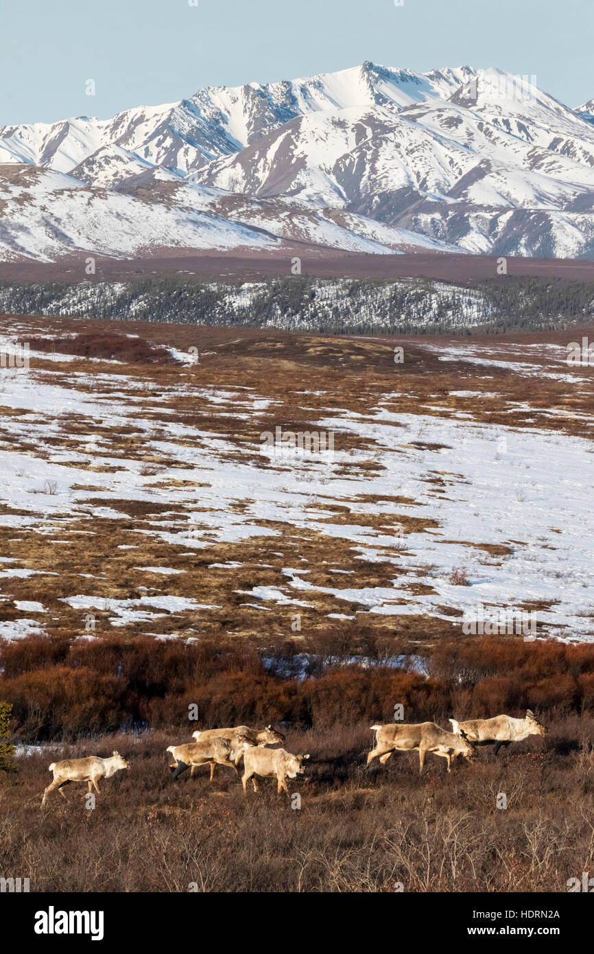Caribou (Rangifer tarandus caribou) in Denali National Park and ...