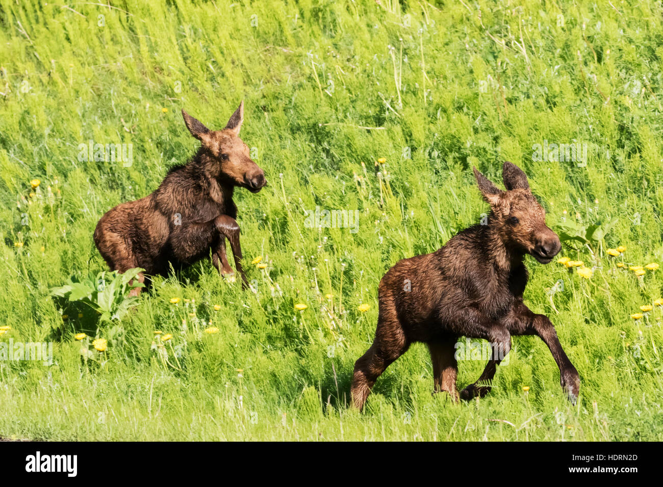 Moose calves (alces alces) run and play together while their mother ...