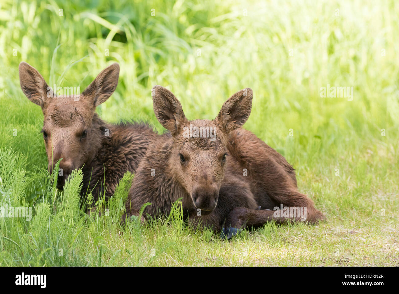 Moose (alces alces) calves laying together while their mother feeds ...