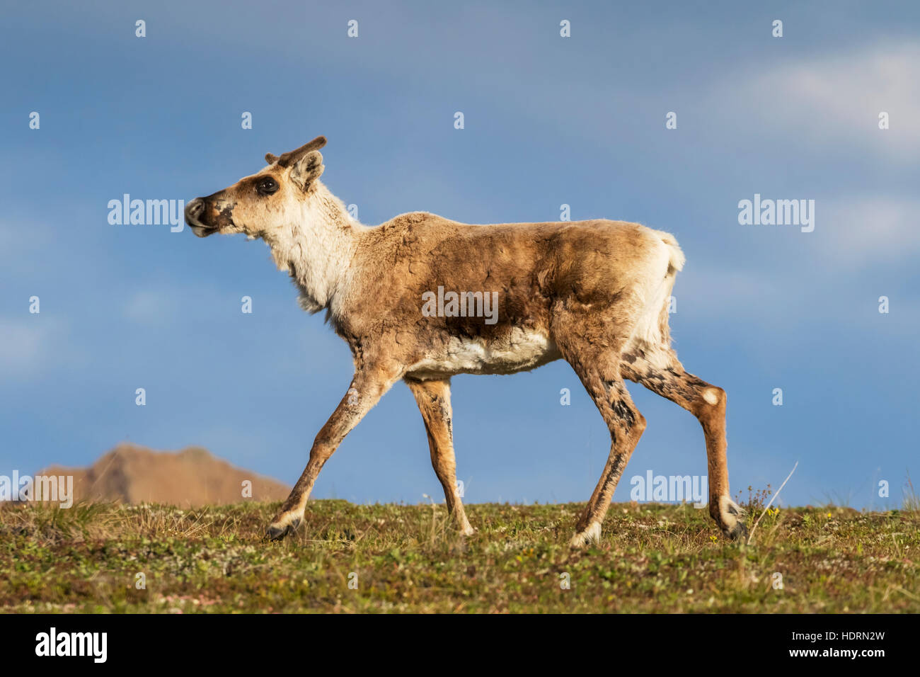 Caribou (Rangifer tarandus caribou) with antlers in velvet, Denali ...