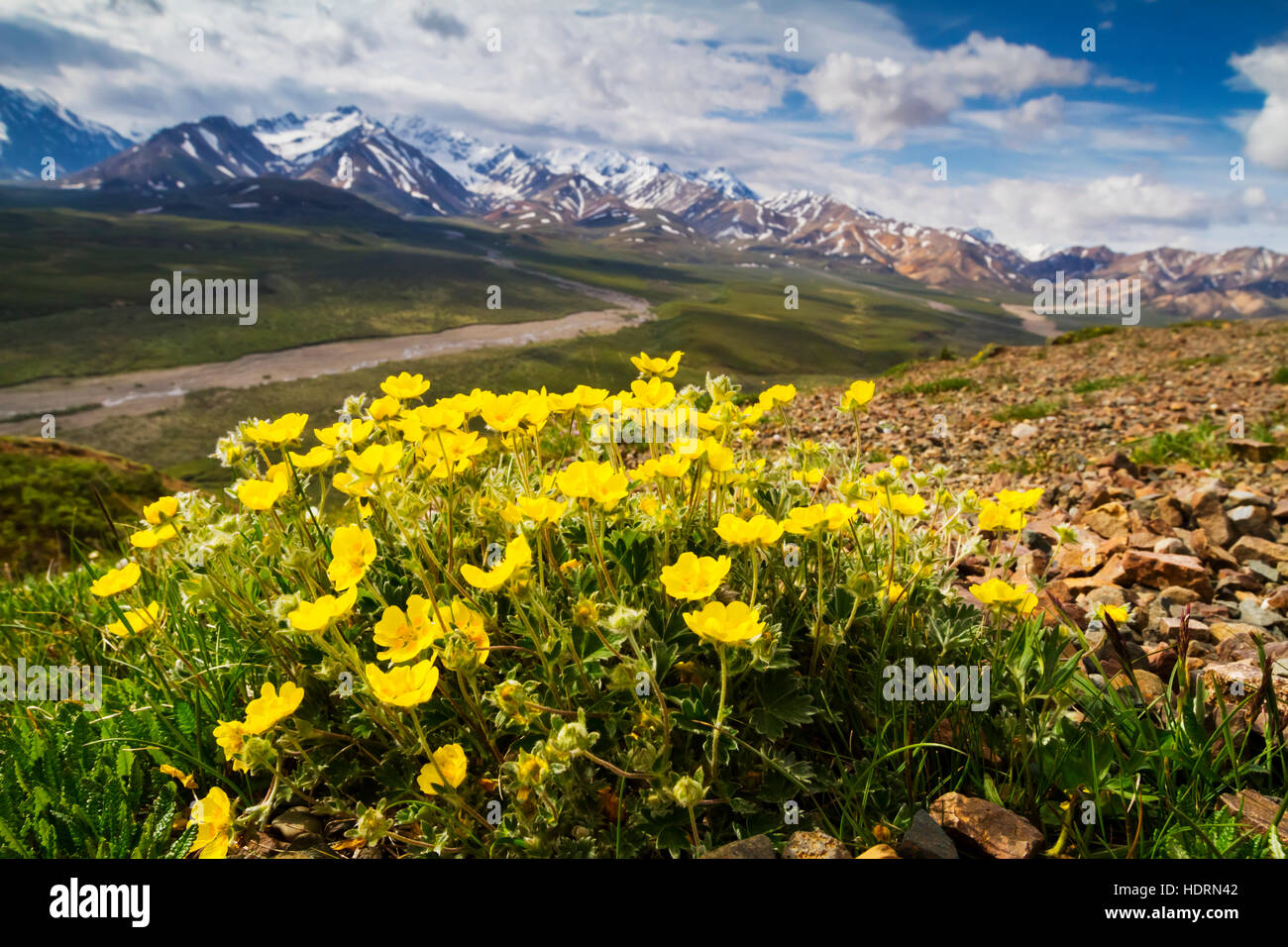 Mountain flowers in Polychrome Pass of Denali National Park and ...