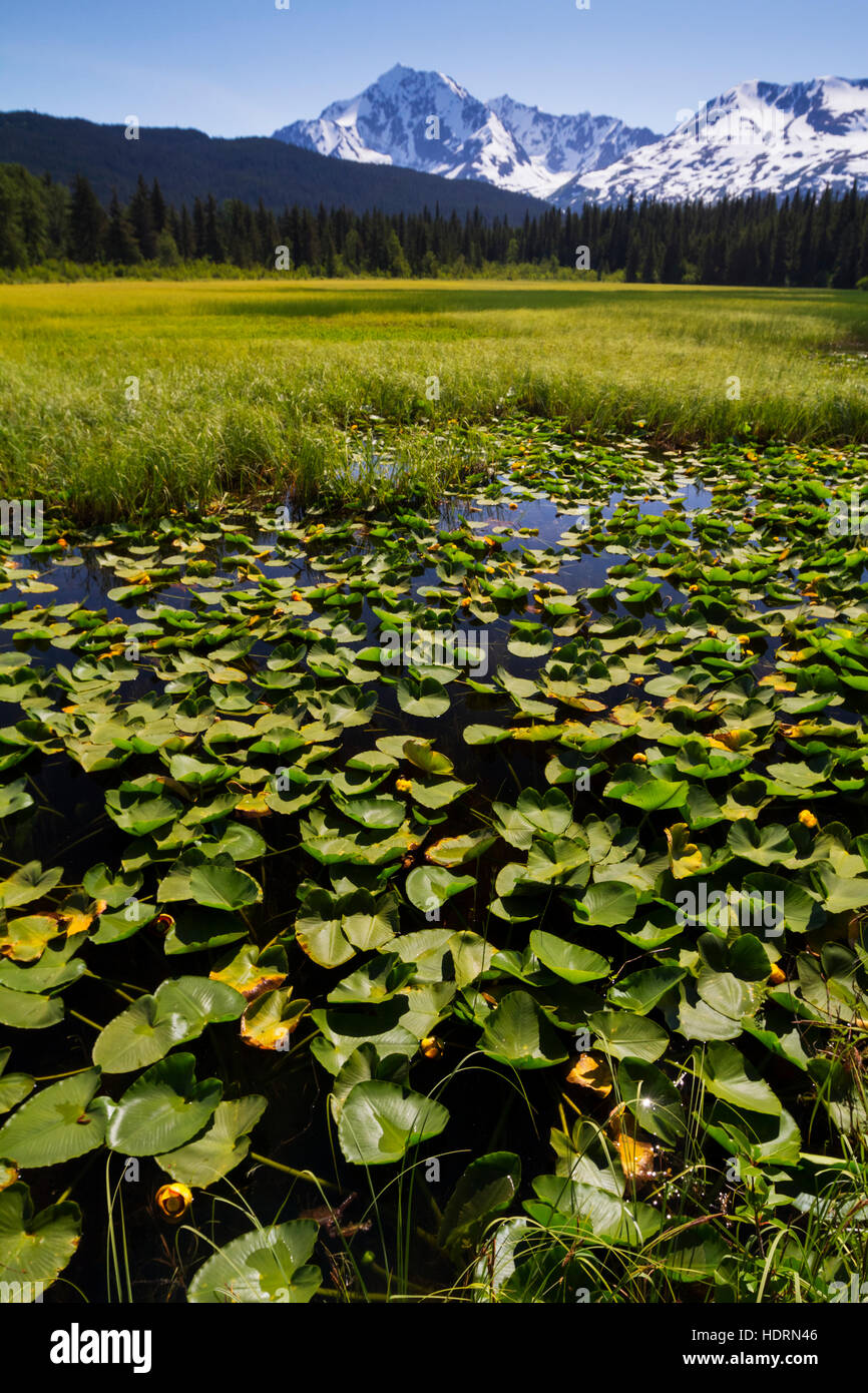 A small marsh/pond at Mile 14 of the Seward Highway filled with lily ...