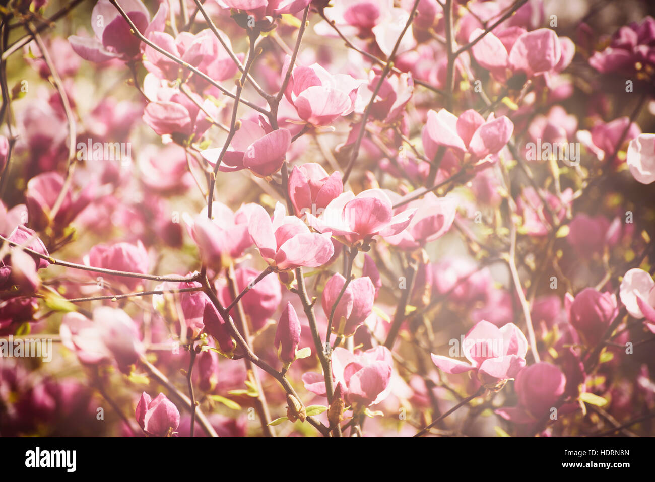 Magnolia spring flowers Stock Photo - Alamy