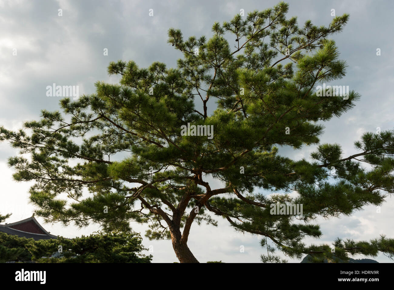 Crooked building korean hi-res stock photography and images - Alamy