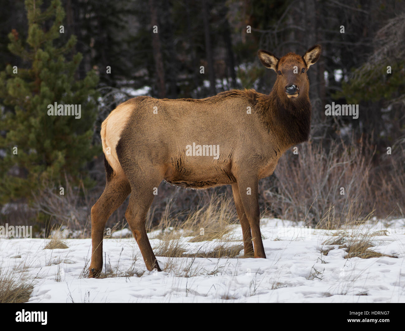 A deer stands staring at the edge of a forest along highway 16, Jasper ...