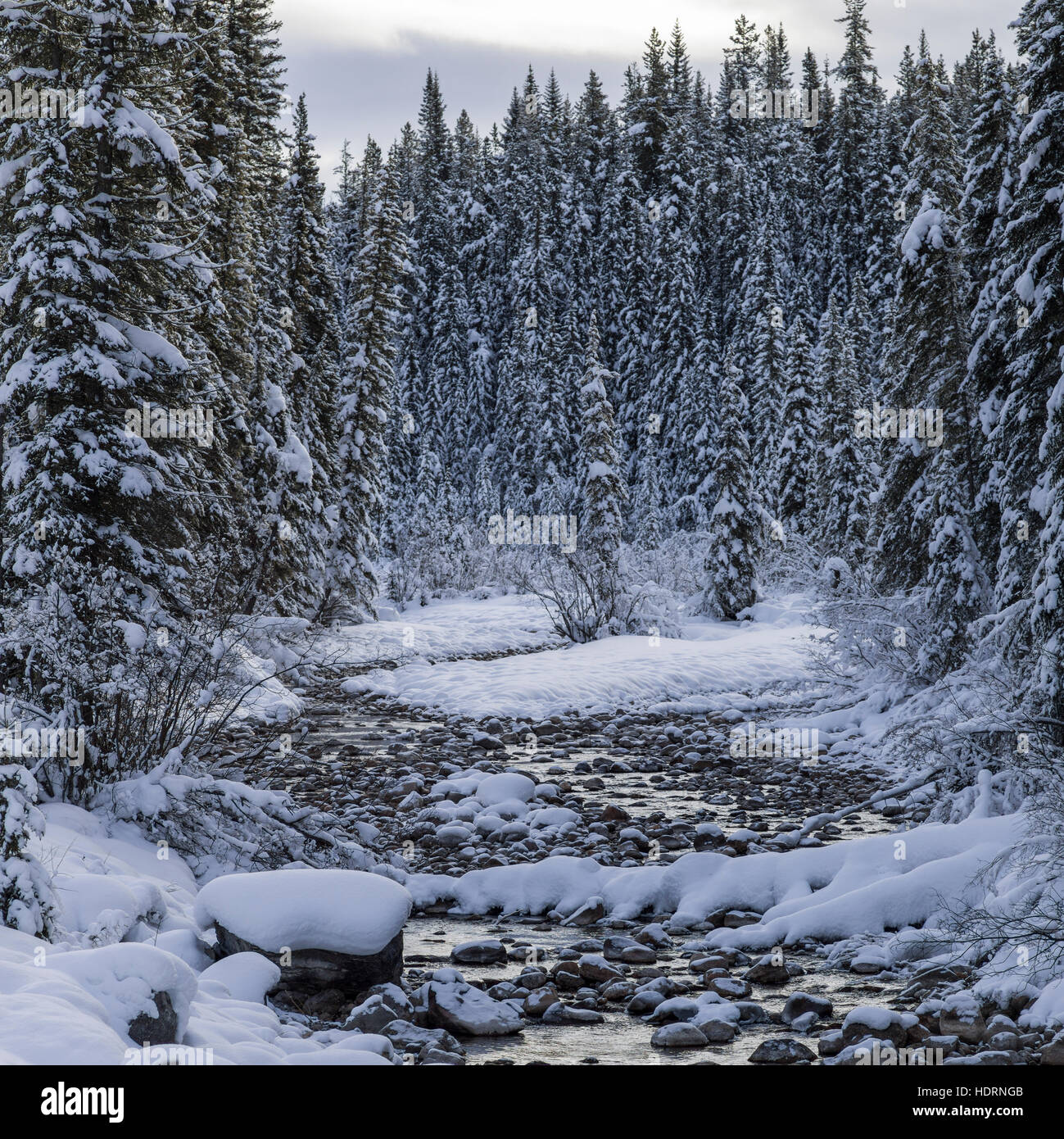 Snow covered forest and creek in Jasper National Park; Alberta, Canada ...