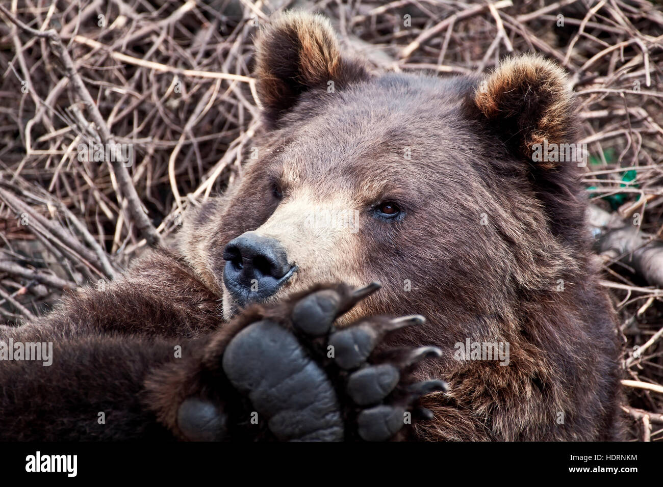 Grizzly bear resting among broken tree branches, Sitka, Southeast ...