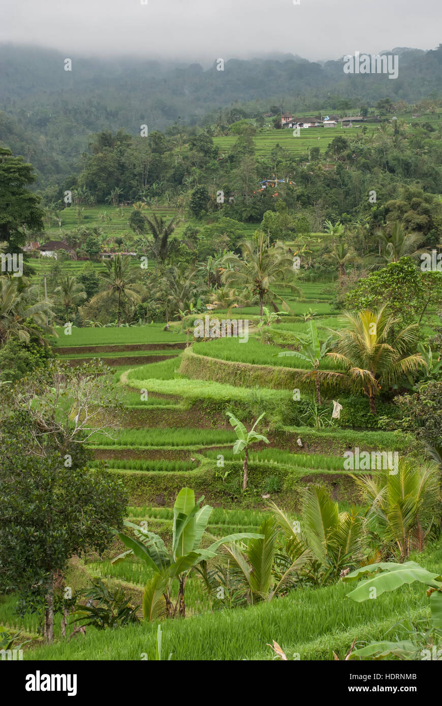 Bali rice terraces; Bali, Indonesia Stock Photo - Alamy