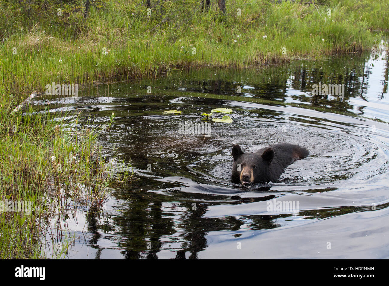 Black bear swimming in a pond in summer, Southcentral Alaska, USA Stock ...