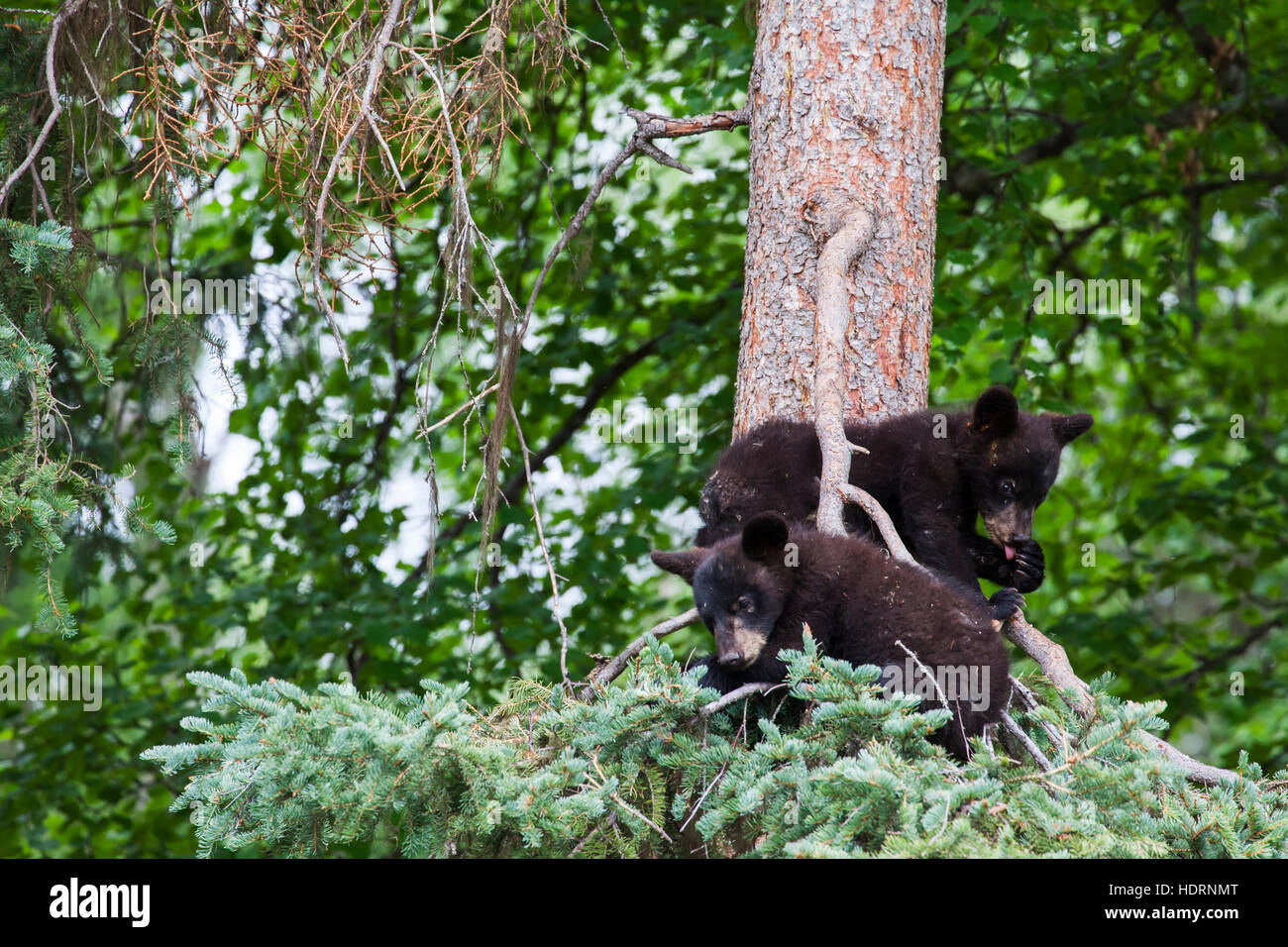 Two bear cubs in a tree in summer, Southcentral Alaska, USA Stock Photo ...