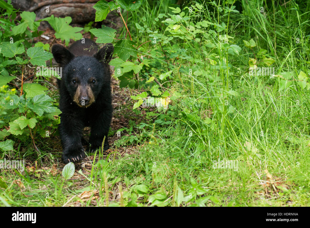 Alone bear cub hi-res stock photography and images - Alamy