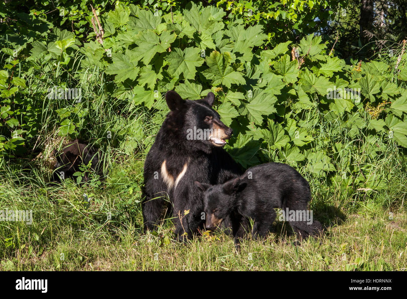 Black bear female and cub hi-res stock photography and images - Alamy