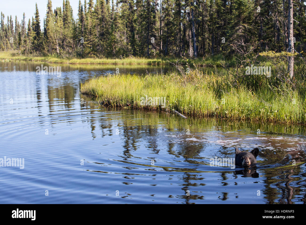 Black bear swimming in a large pond on a sunny summer day, Southcentral ...