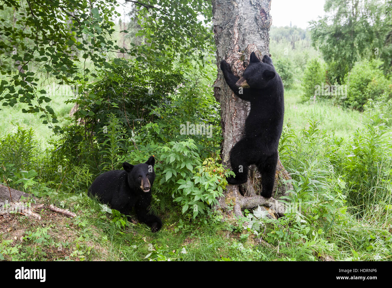Pair of black bears in summer, Southcentral Alaska, USA Stock Photo - Alamy