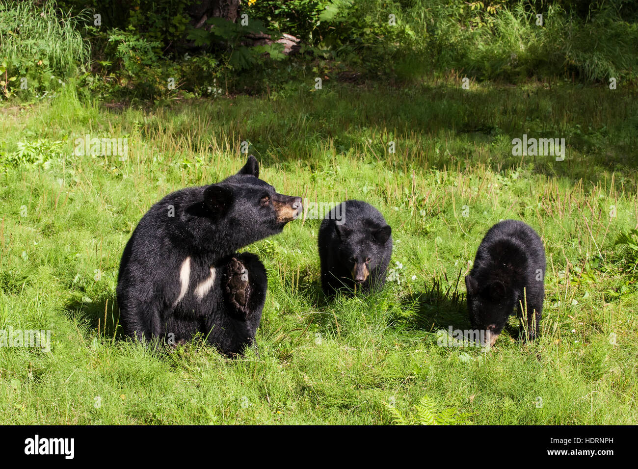 Sow Black Bear and two cubs in a grassy meadow in summer, Southcentral ...