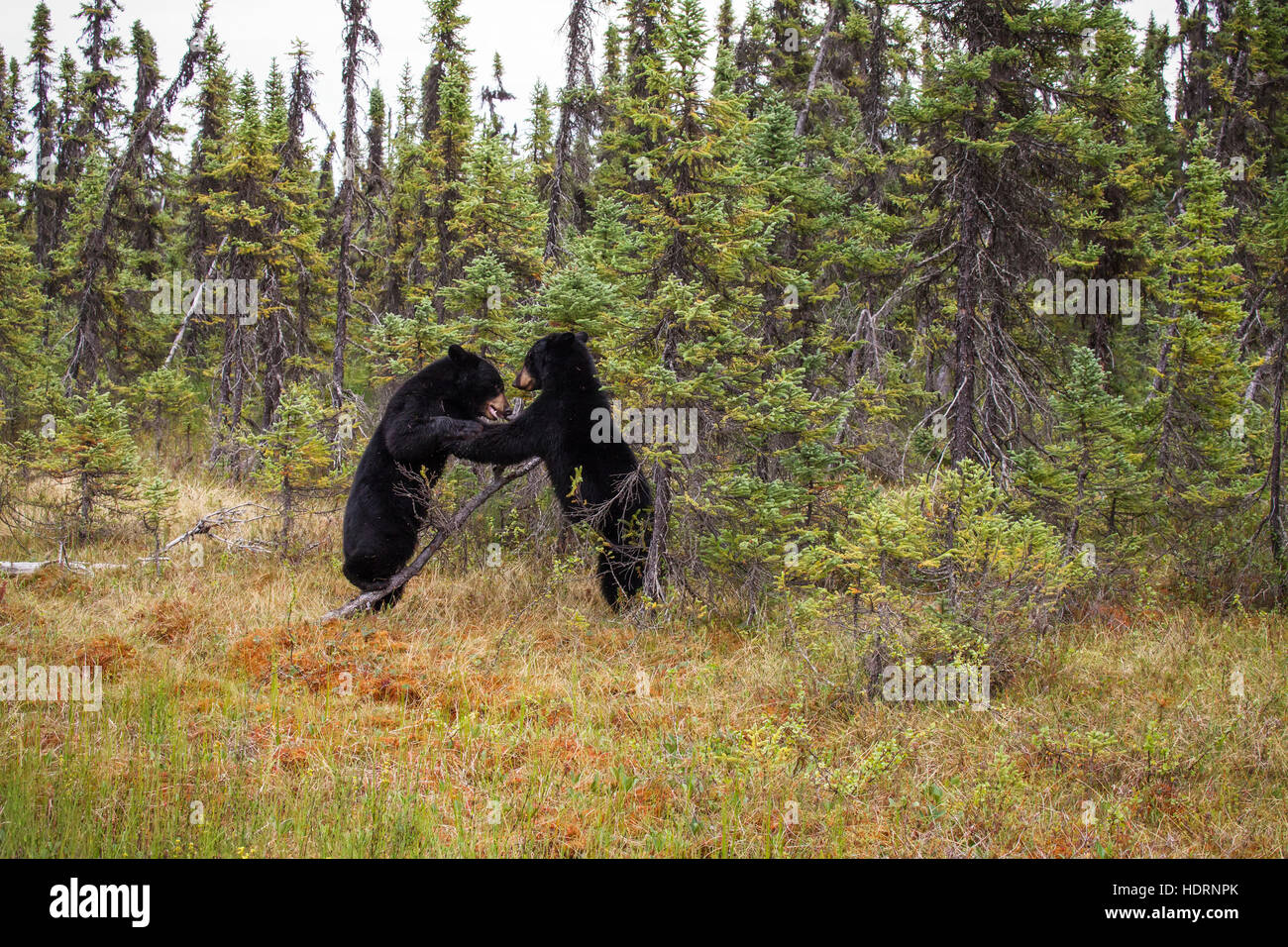 Black bears in the wild us hi-res stock photography and images - Alamy