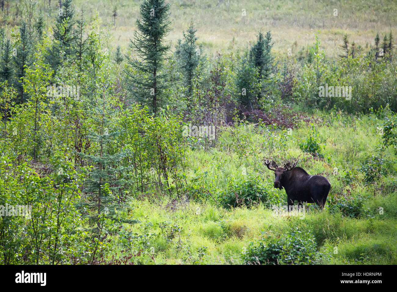 Bull moose standing in boreal forest during summer, Southcentral Alaska ...