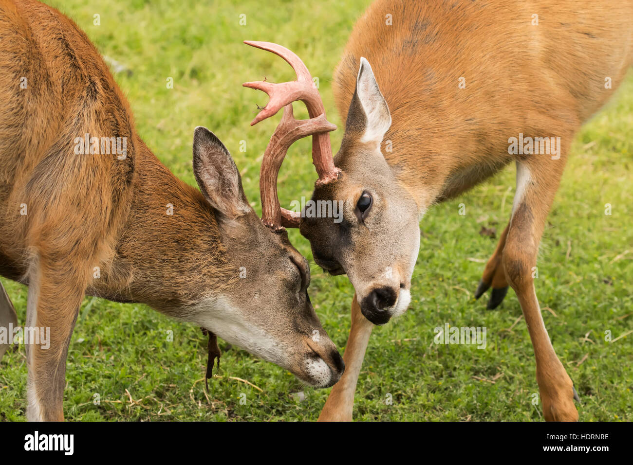 Sitka Black-tailed deer (Odocoileus hemionus sitkensis) bucks sparring ...