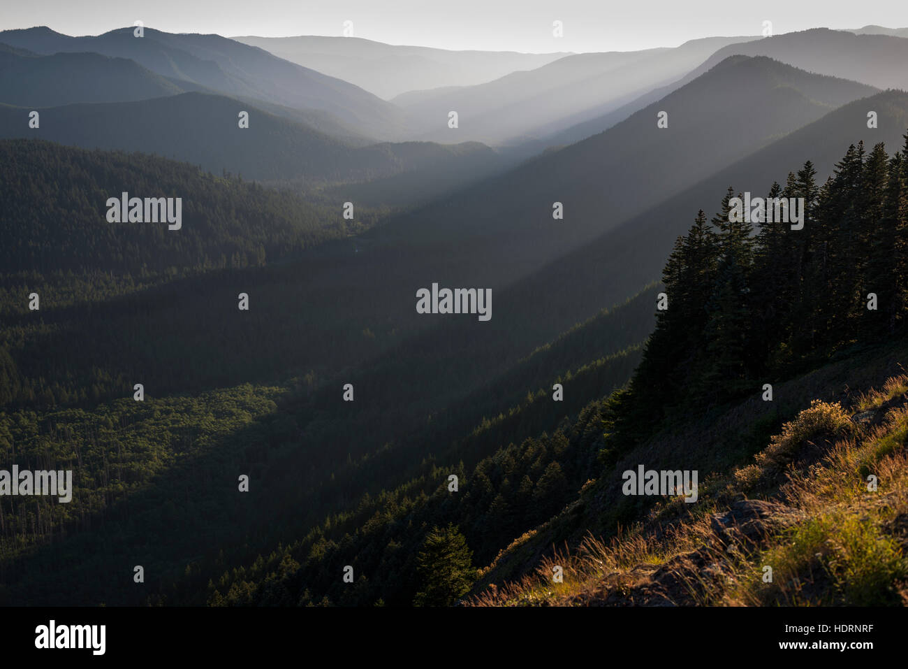 Beautiful forests in the Mount Hood Wilderness of Oregon; Zigzag ...