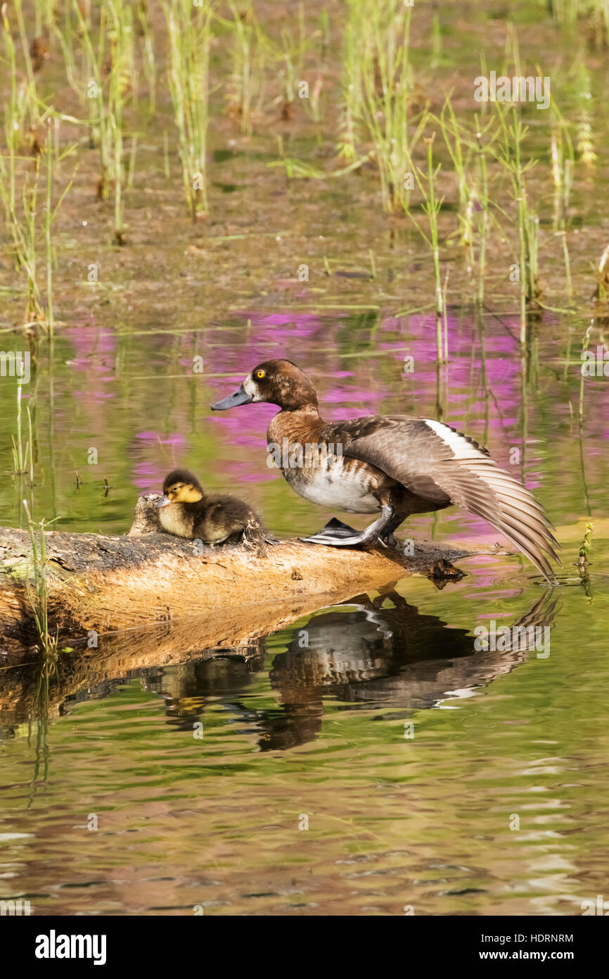 Lesser Scaup (Aythya affinis) hen with duckling sitting on a log in ...