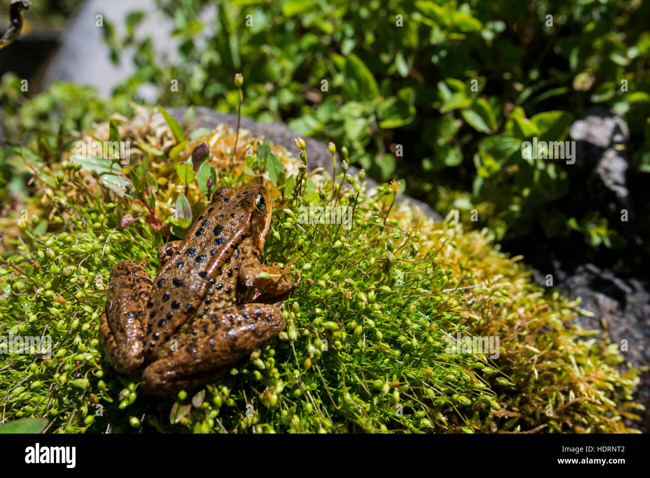 Red legged frog hi-res stock photography and images - Alamy