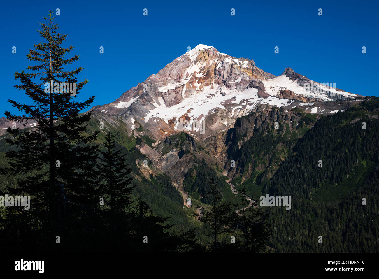 Mount Hood stands above the forest; Zigzag, Oregon, United States of ...