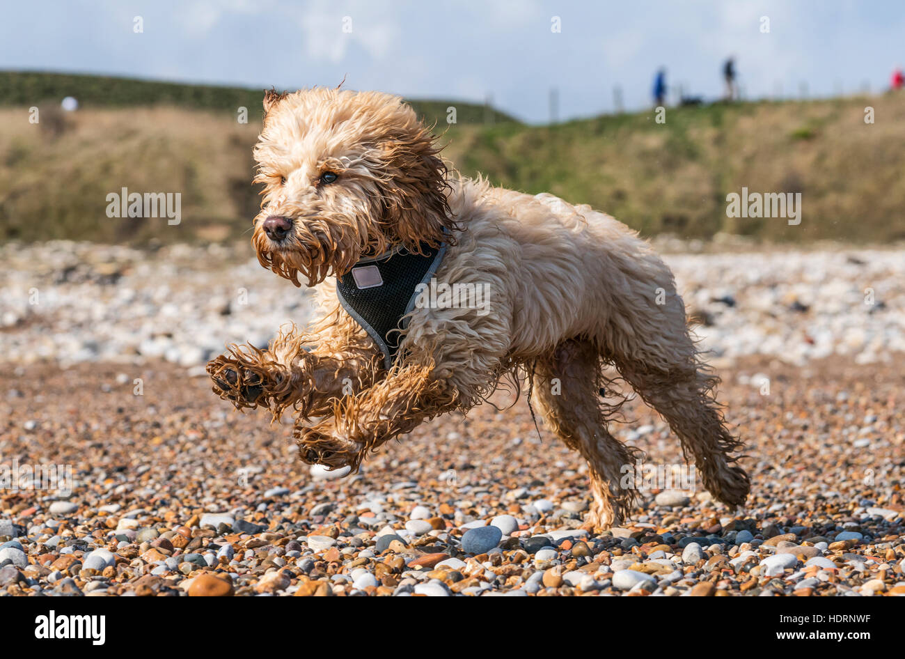 Cockapoo side view hi-res stock photography and images - Alamy