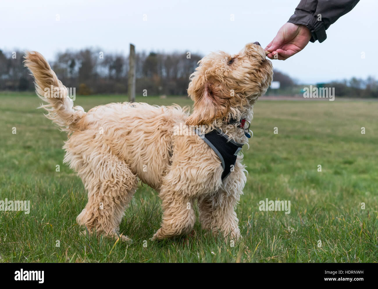 Cockapoo side view hi-res stock photography and images - Alamy