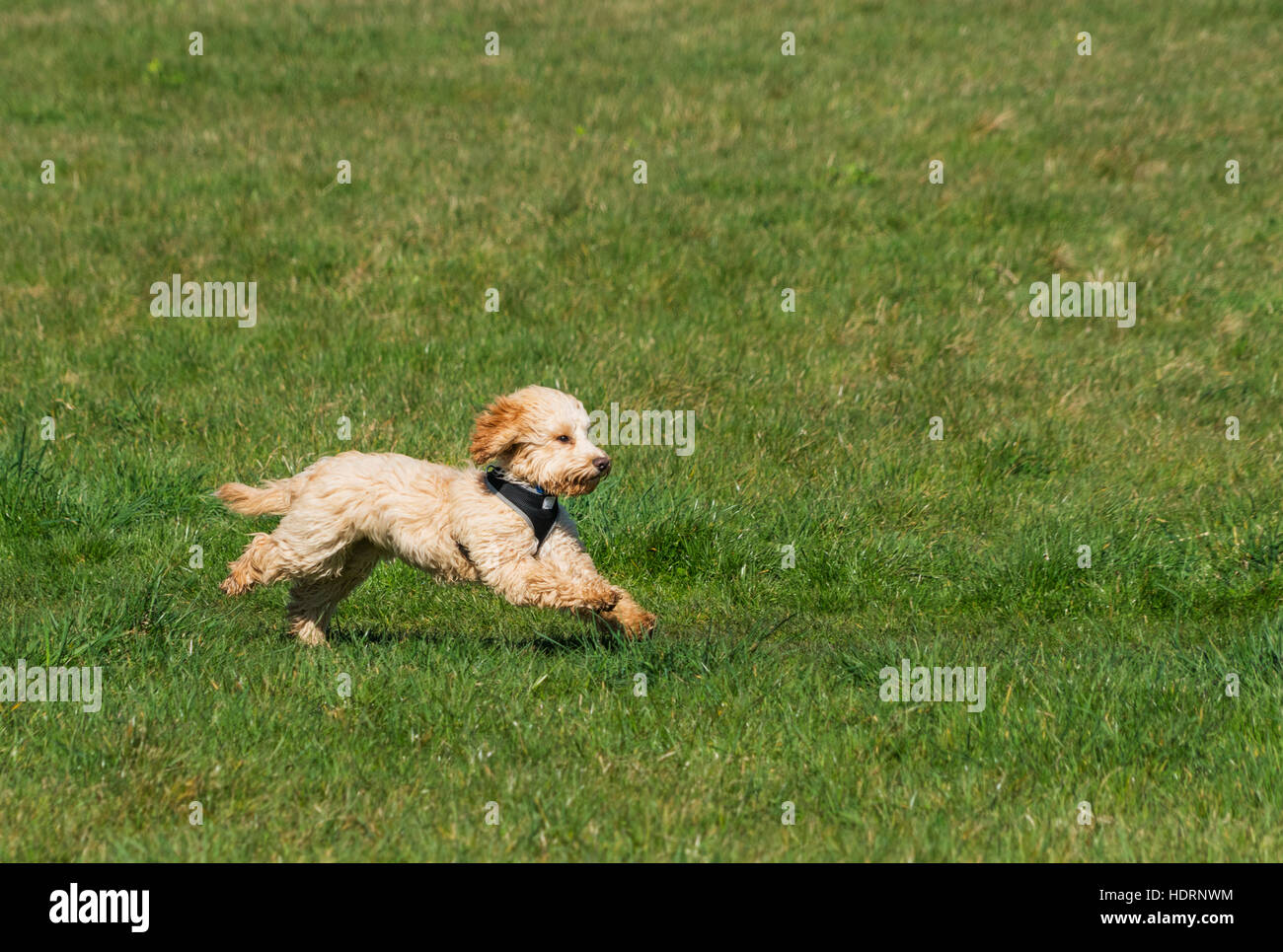 Cockapoo side view hi-res stock photography and images - Alamy