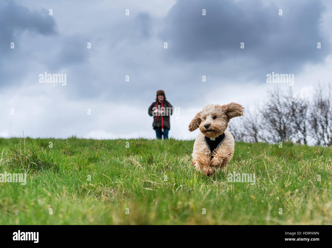 Smiling cockapoo hi-res stock photography and images - Alamy