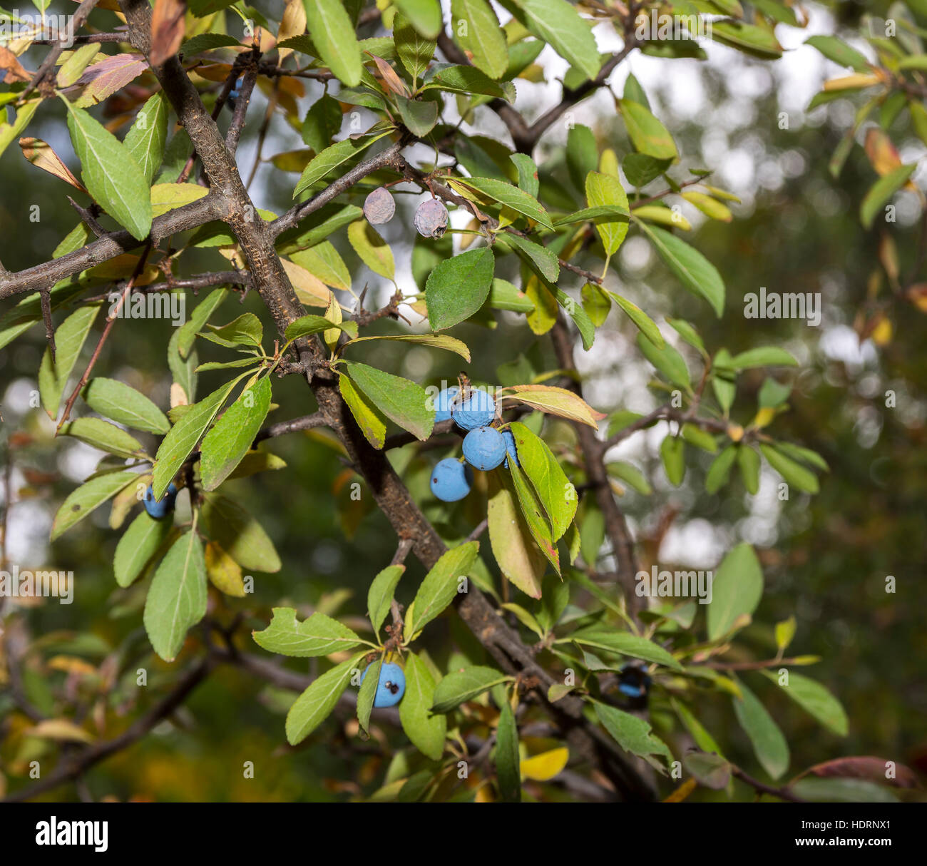 Foliage and fruits of Blackthorn, Prunus spinosa. Photo taken in ...
