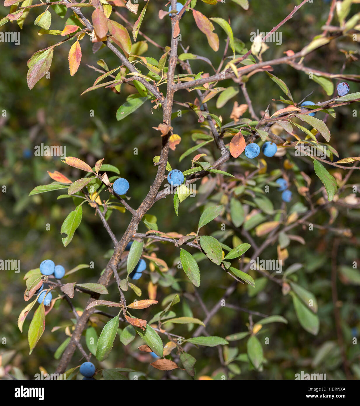 Foliage and fruits of Blackthorn, Prunus spinosa. Photo taken in ...