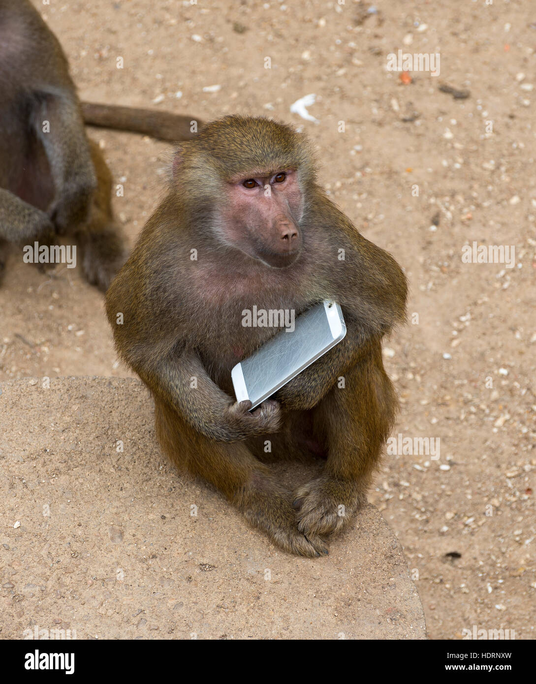 Yellow baboon playing with a smartphone in a zoo Stock Photo - Alamy