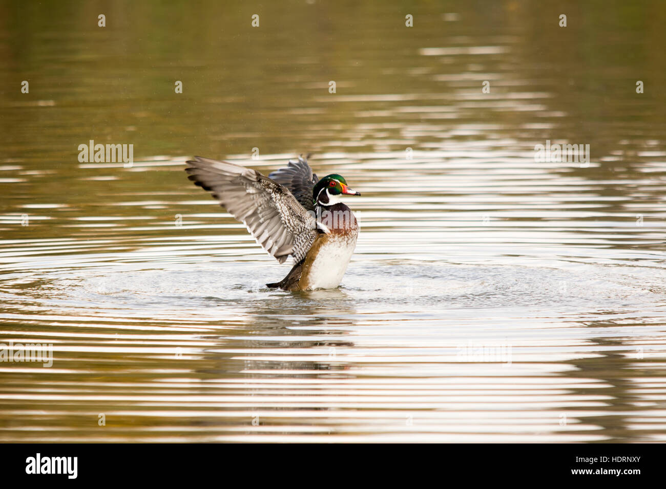 Wood duck (Aix sponsa) flapping its wings in the middle of a lake ...
