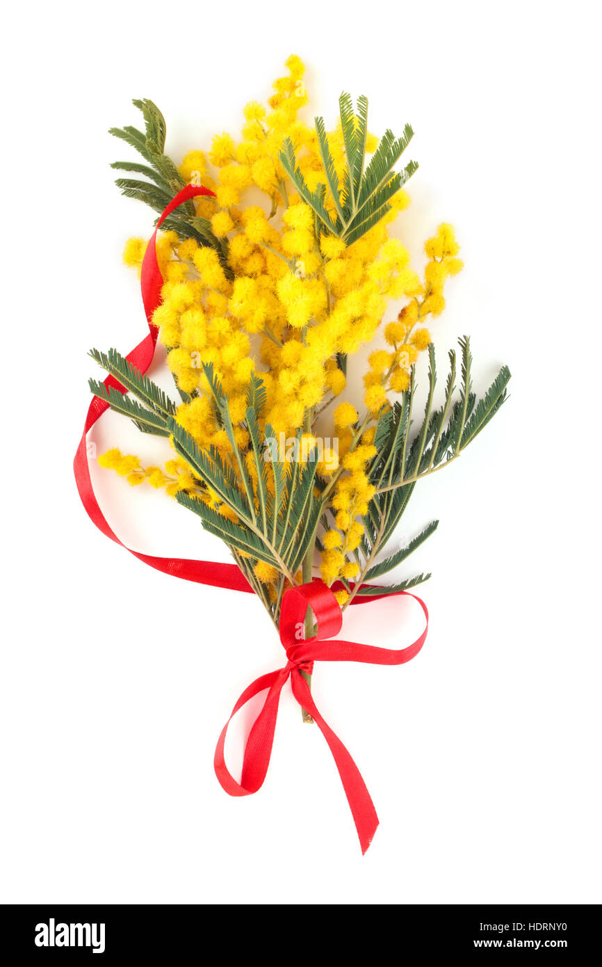Close up shot of mimosa flowers Stock Photo - Alamy