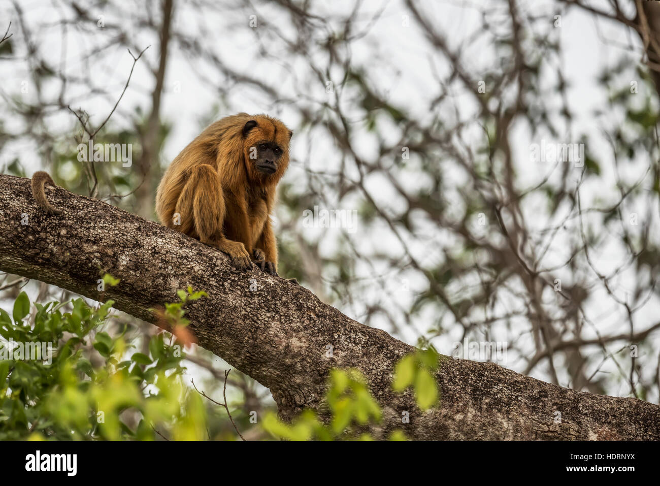 Black howler monkey (Alouatta caraya) looking sad on tree branch; Mato ...
