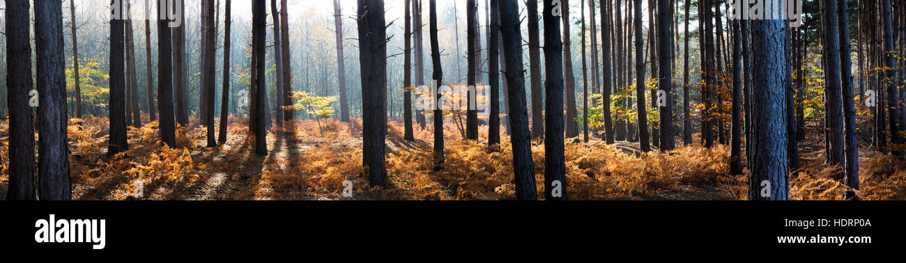 Panorama of pine trees in a forest; Surrey, England Stock Photo - Alamy