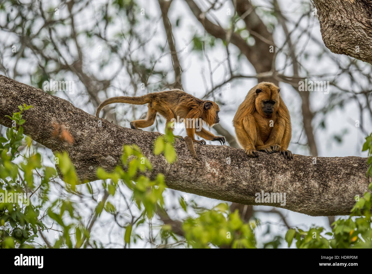 Baby black howler monkey (Alouatta caraya) walking to it's mother; Mato ...