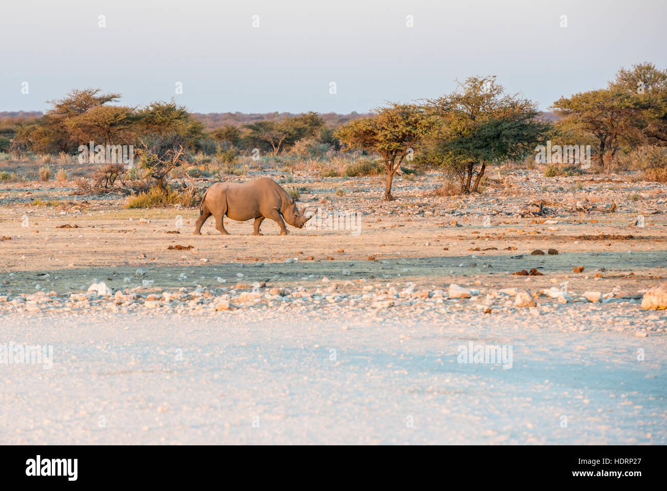 A rhinoceros is crossing savanna woodlands of Etosha National Park ...