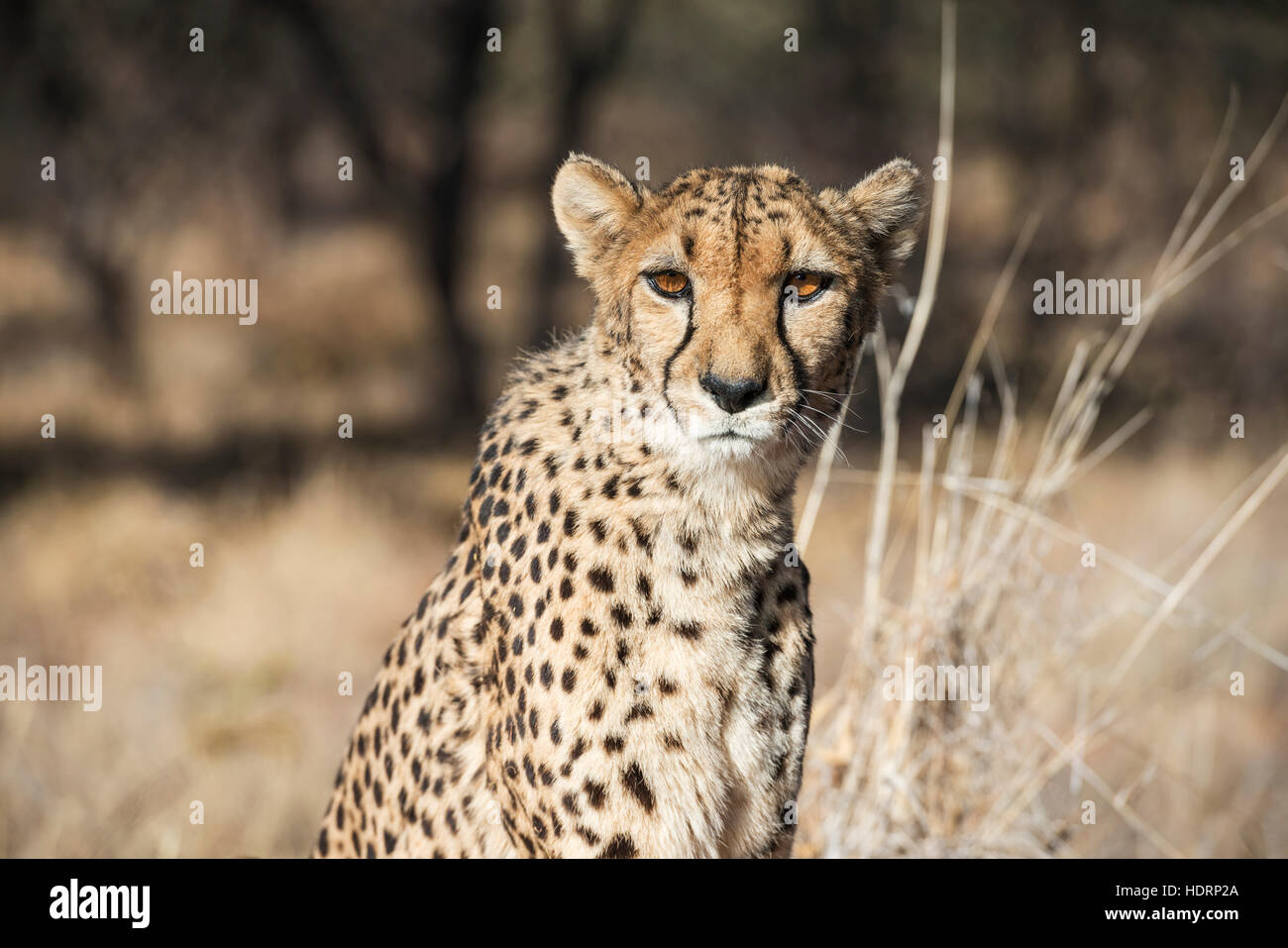 Cheetah farm hi-res stock photography and images - Alamy