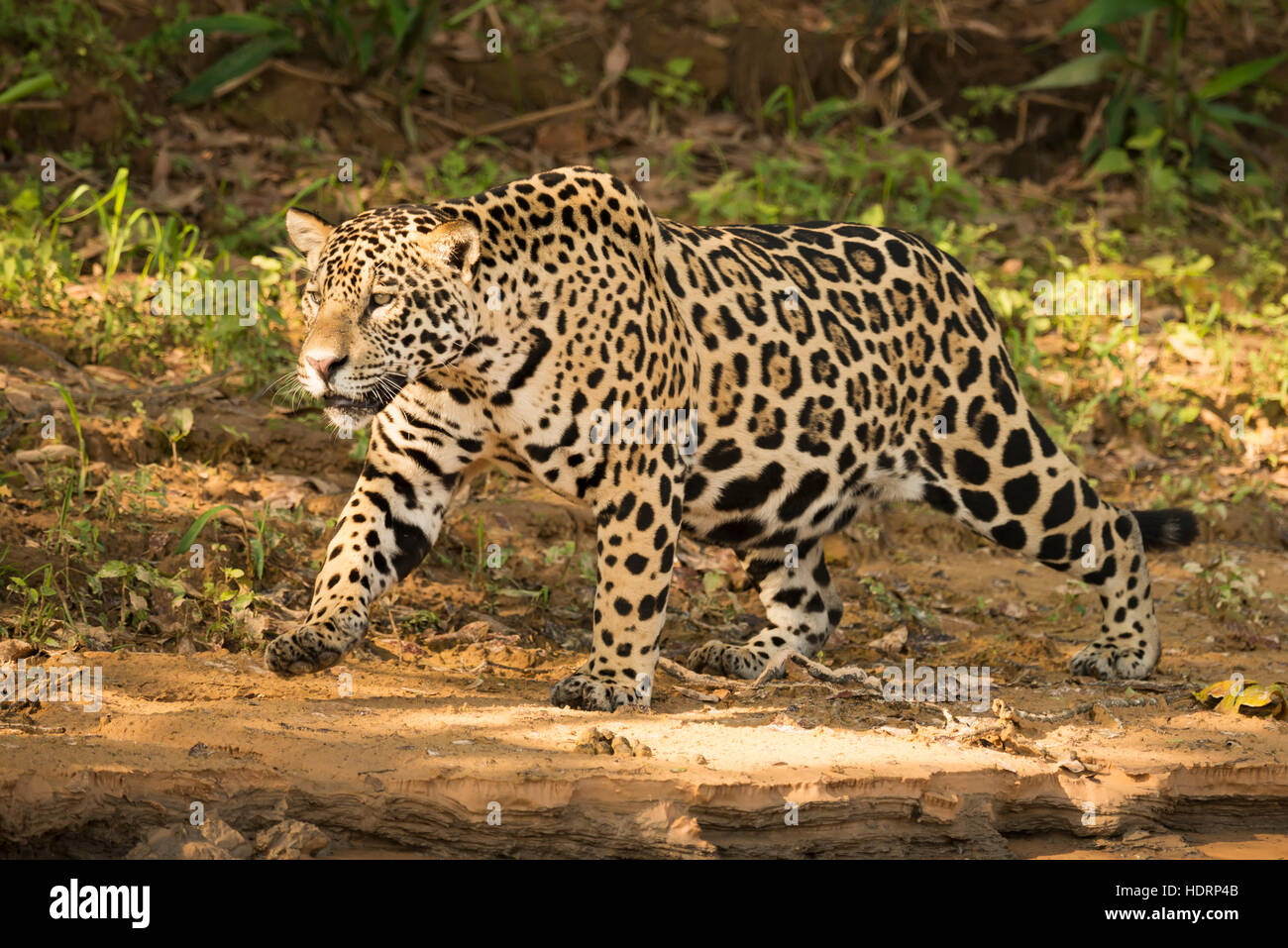 Jaguar (Panthera onca) prowling beside river in dappled sunlight; Mato Grosso do Sul, Brazil ...