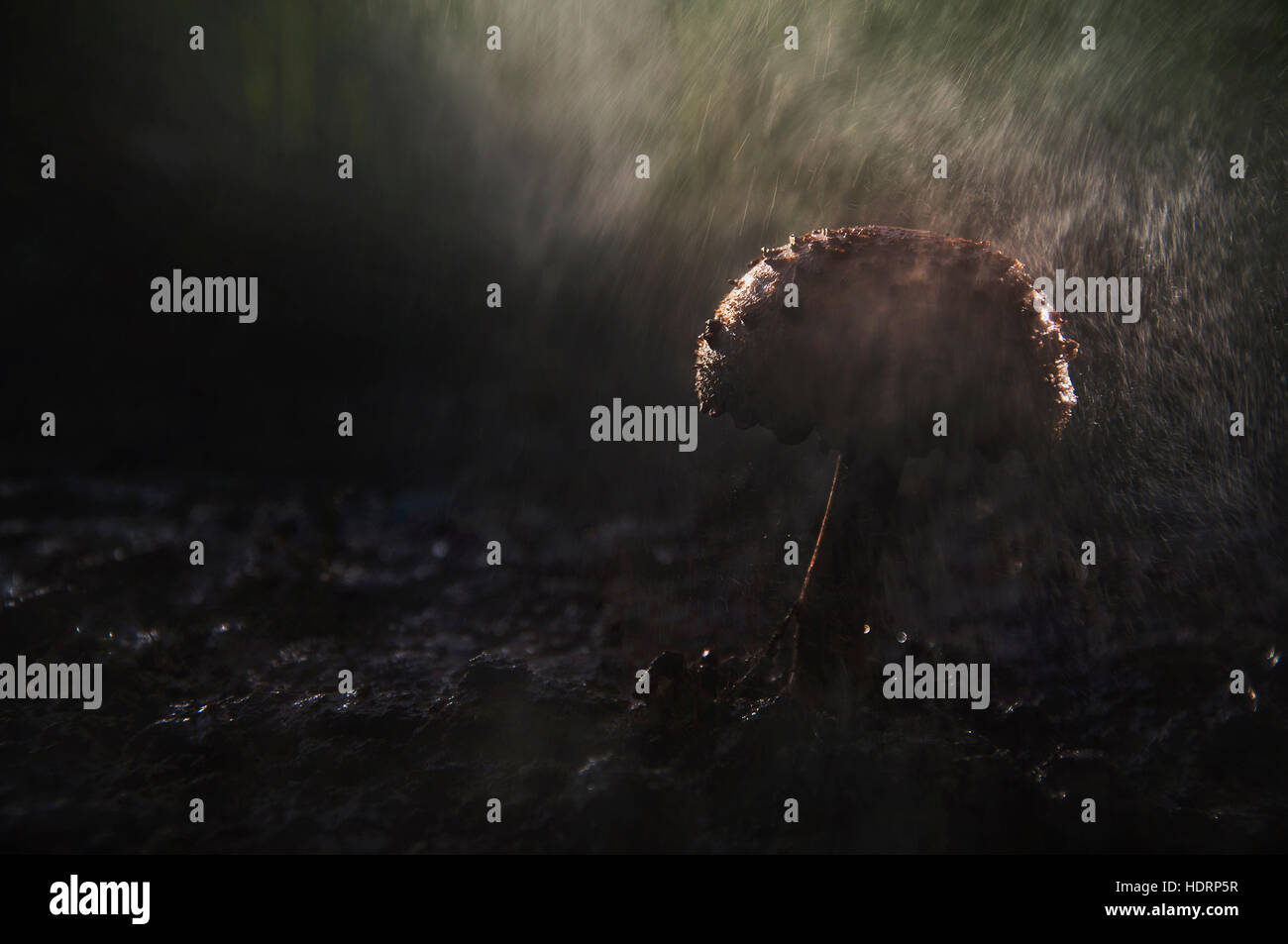 Small World - life of a Mushroom Stock Photo - Alamy